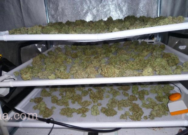 Drying marijuana plants makes THC active