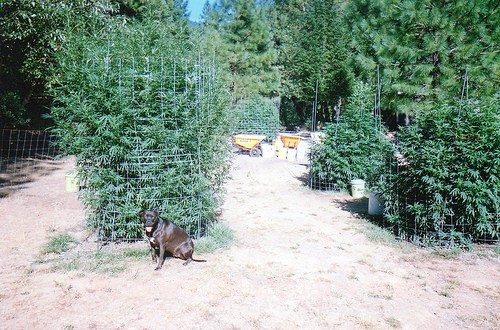 Marijuana pictures - Outdoor giants