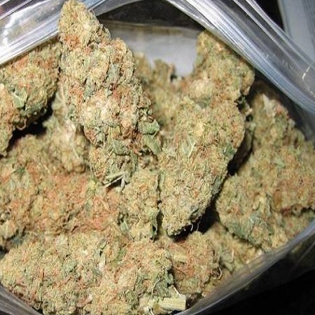 K2 Marijuana Strain Review – Outdoor Growing