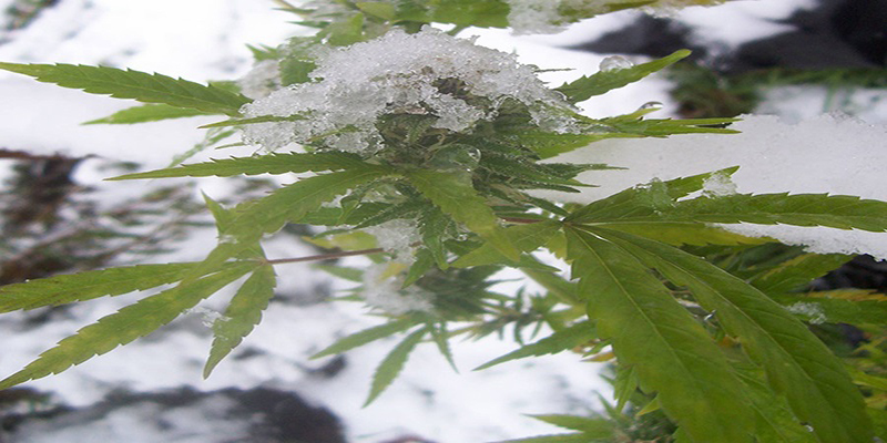 Marijuana Plants and The Weather