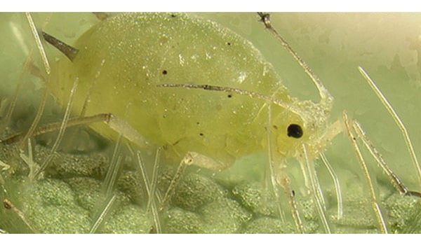 How To Stop Aphids On Marijuana Plants - The Complete Guide - ILGM