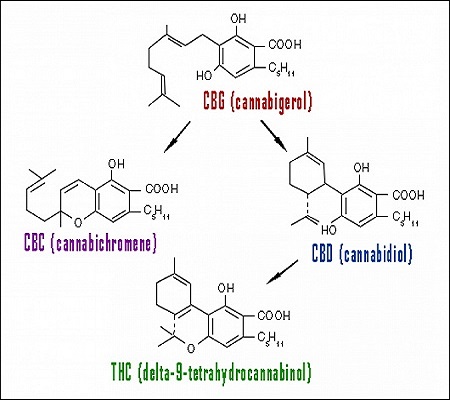 What Are The Active Ingredients Of Medical Marijuana