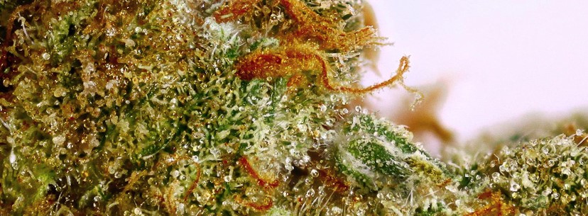 G13 Cannabis Strain Information & Review - ILGM