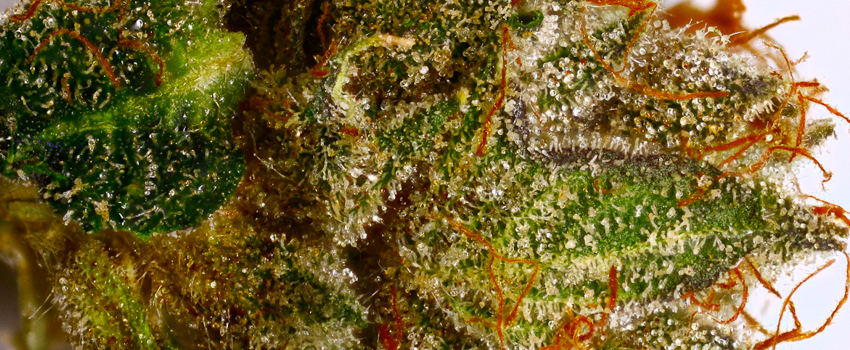 Blue Haze Cannabis Strain Information & Review - ILGM