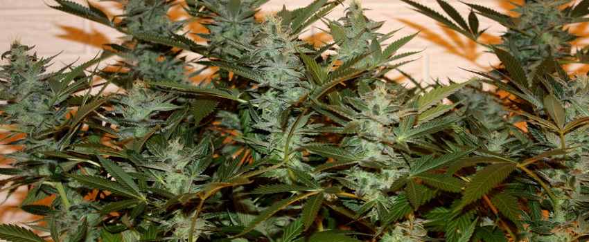 Grape Stomper Strain Review - I Love Growing Marijuna