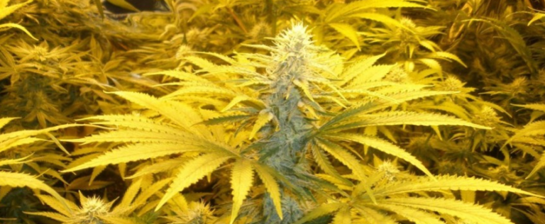 Afghani Cannabis Strain Information & Review - ILGM