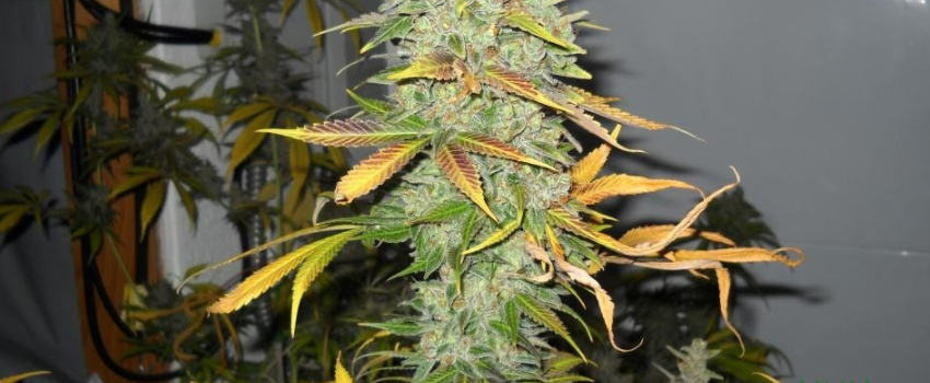 Lemon Drop Strain Review - I Love Growing Marijuana