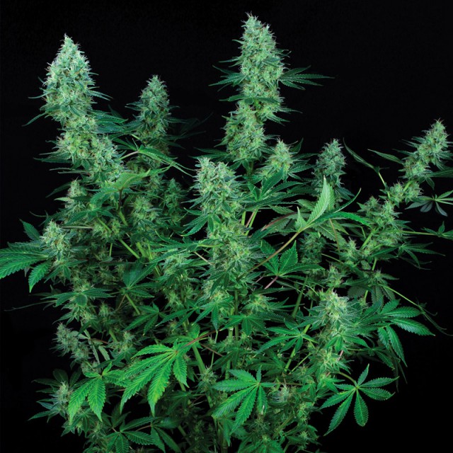 Lemon G Strain Review - I Love Growing Marijuana