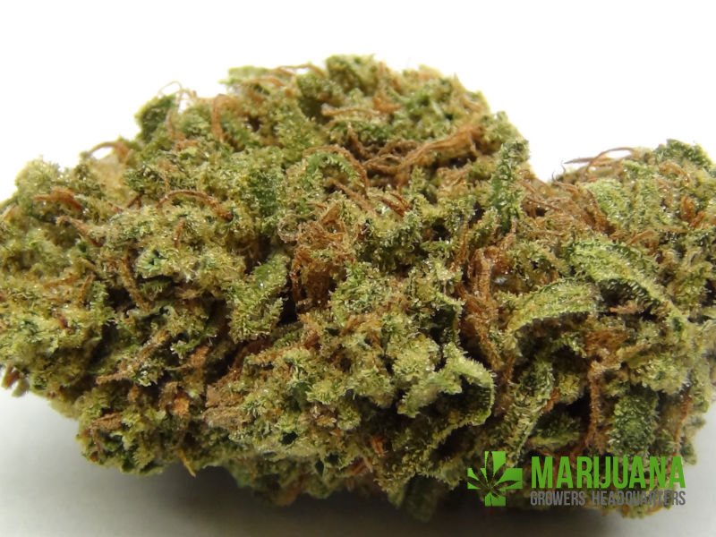 Goo Strain review - I Love Growing Marijuana