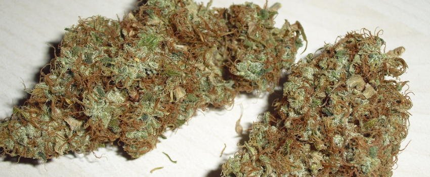 Aurora Indica Strain Review - I Love Growing Marijuana