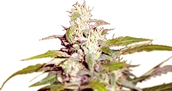 Lowryder Strain Review - I Love Growing Marijuana