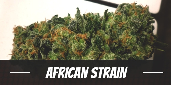 African Cannabis Strain Information & Review - ILGM