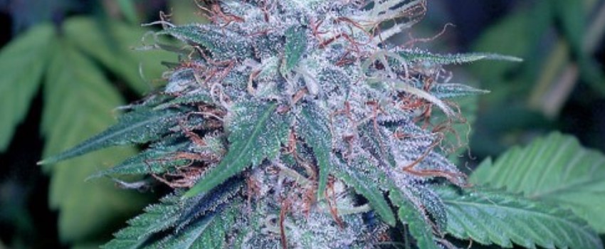 Blue Kush Cannabis Strain Information & Review - ILGM