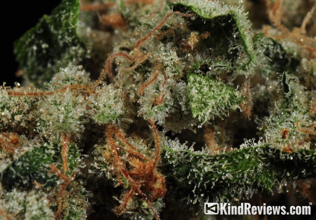 K2 Strain Review - I Love Growing Marijuana