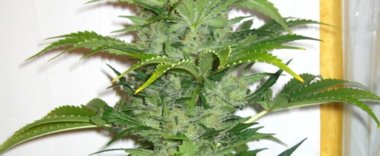 K2 Strain Review - I Love Growing Marijuana