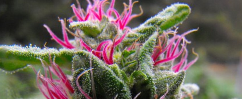 Redd Cross Strain Review - I Love Growing Marijuana