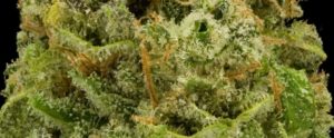 G13 Widow Cannabis Strain Information & Review - ILGM