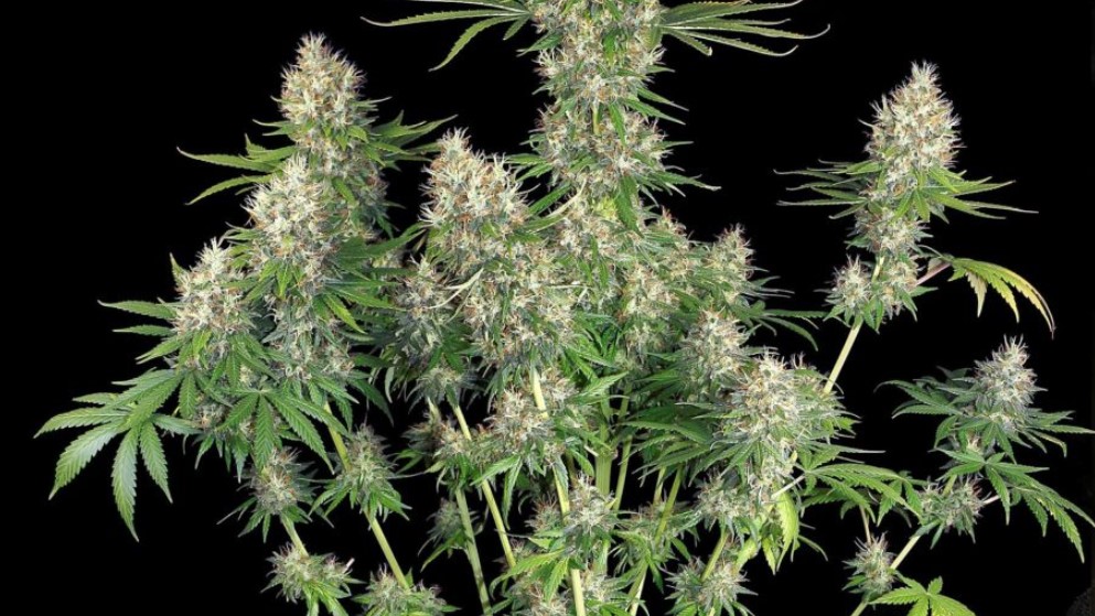 Super Bud Strain Review - I Love Growing Marijuana