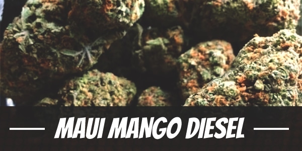 Maui Mango Diesel Strain Review - I Love Growing Marijuana