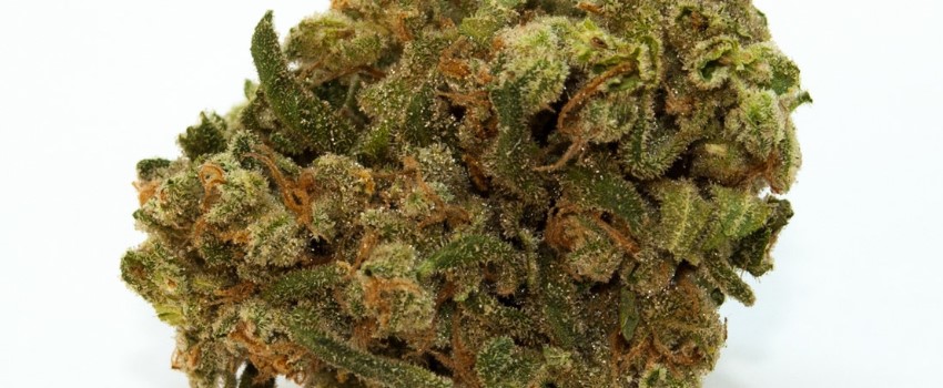 Hippie Chicken Strain Review - I Love Growing Marijuana