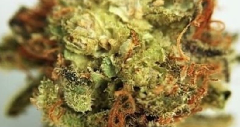 Orange Creamsicle Cannabis Strain Information & Review - ILGM