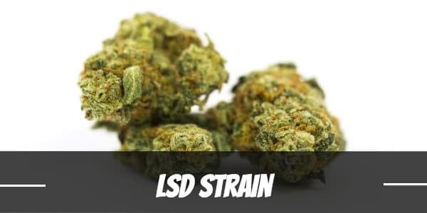 LSD Marijuana Strain | Ultimate Guide & Review!