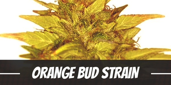 Orange Bud Cannabis Strain Information & Review - ILGM