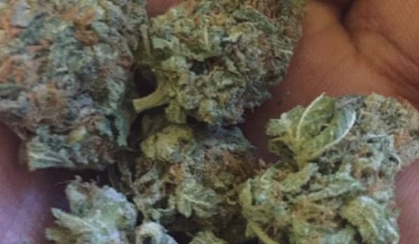 White Smurf Strain Review - I Love Growing Marijuana