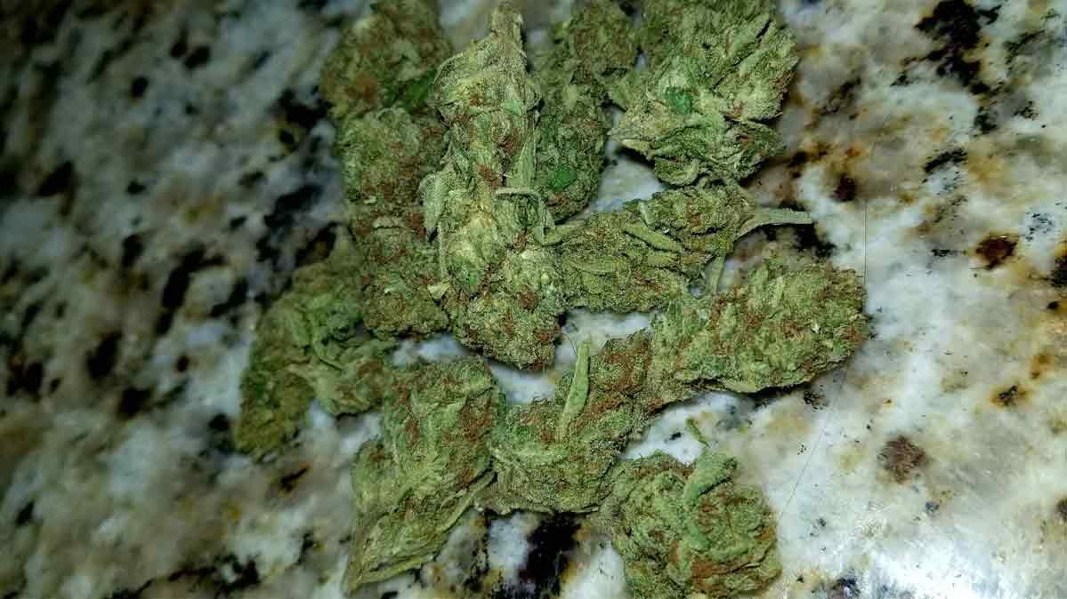 Afternoon Delight Strain Review - I Love Growing Marijuana