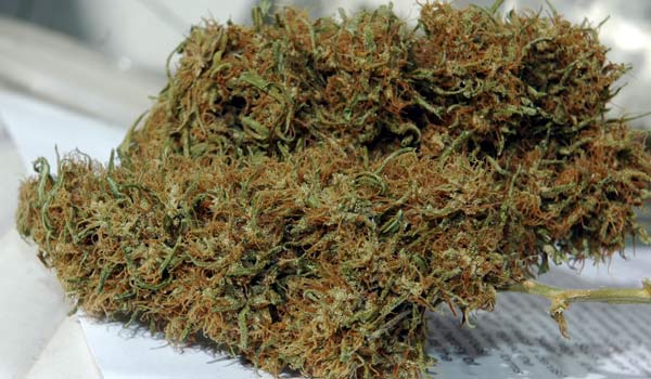 Panama Red Cannabis Strain Information & Review - ILGM