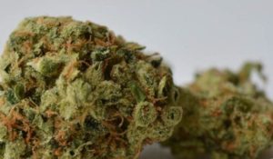 Strawberry OG Cannabis Strain Information & Review - ILGM