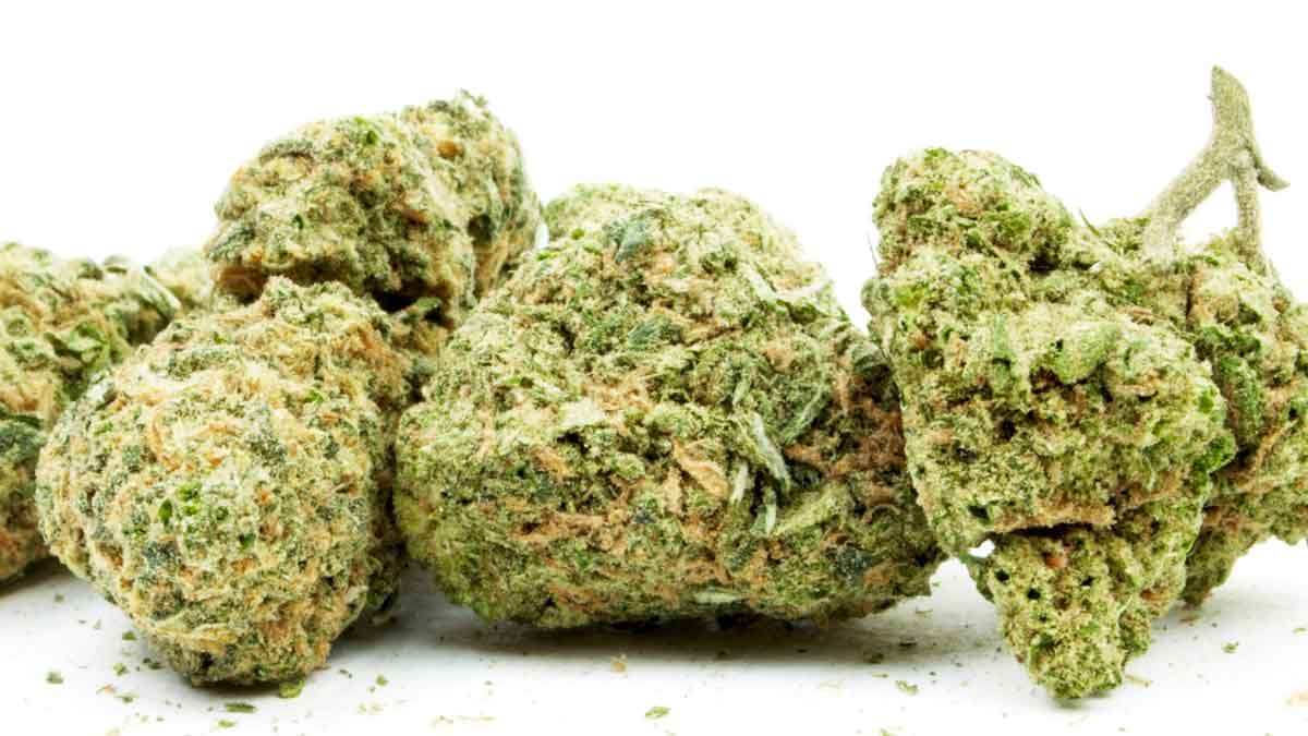 White Ryder Cannabis Strain Information & Review - ILGM