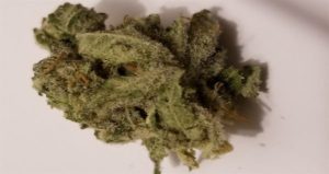 Golden Lemon Strain - 🌱 Max's Harvest