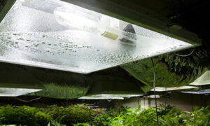 Cannabis Grow Light Distance Chart - ILGM