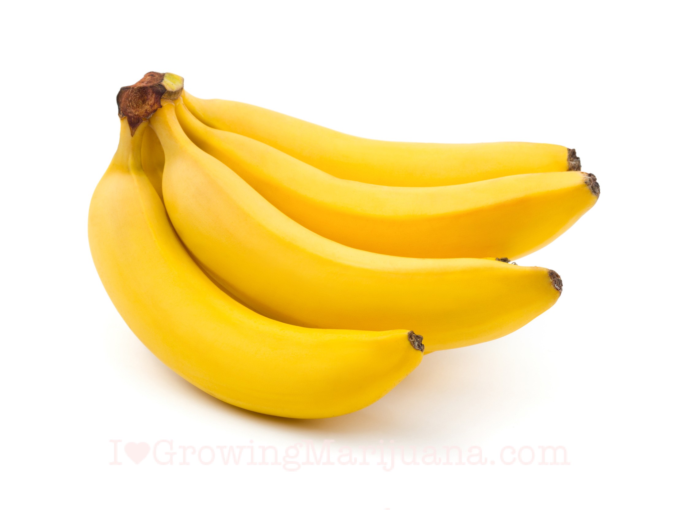 Marijuana Banana Bread Recipe