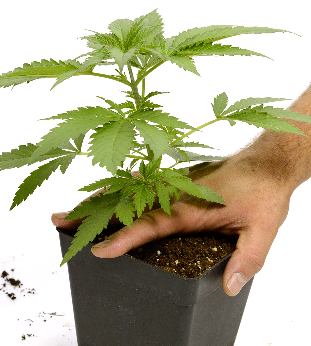 Hashish - What Are The Different Kinds of Hash?