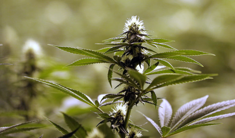 Why and How You Should Grow Marijuana Outdoors - ILGM