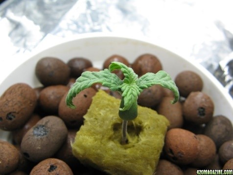 How to Fix Wilting and Drooping Leaves on Cannabis Plants