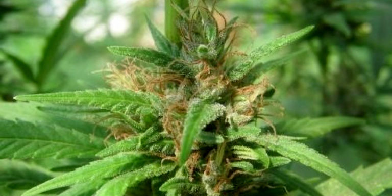 Cannabis Symptom Checker - Identify Cannabis Leaf Problems