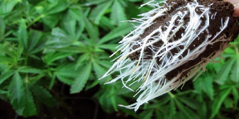 Cloning Articles - I Love Growing Marijuana