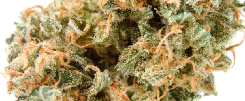 Cornbread Strain Information and Review