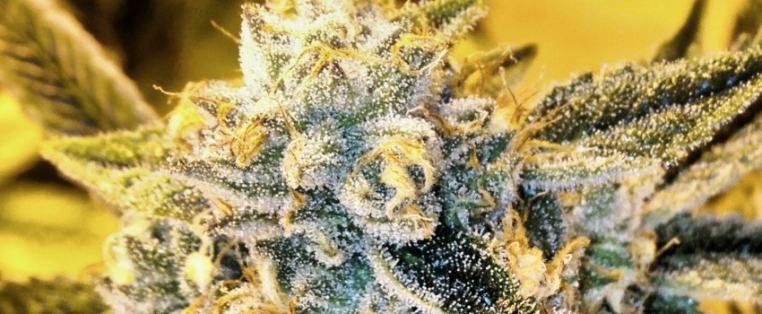 Cornbread Strain Information and Review