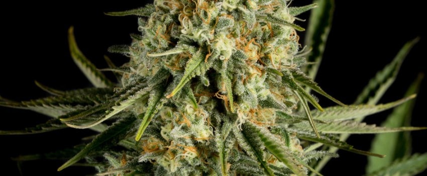 Critical Cheese Weed Strain Review and Information