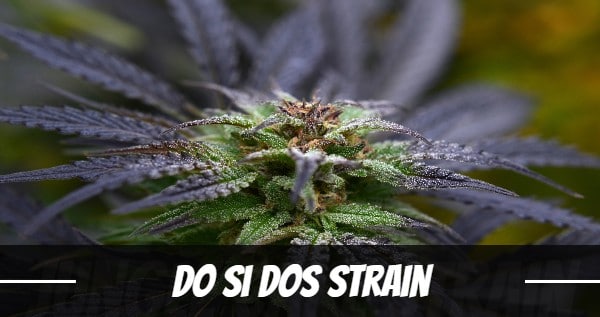 Do Si Dos Cannabis Strain Information and Review