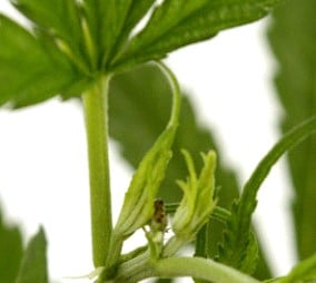 How to Prune Marijuana Plants to Maximize Your Cannabis Yields