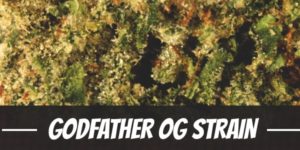 Godfather OG Strain Information and Review