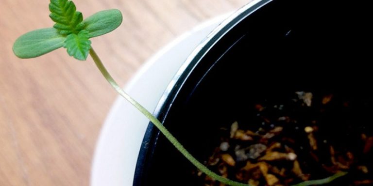 Cannabis Symptom Checker - Identify Cannabis Leaf Problems