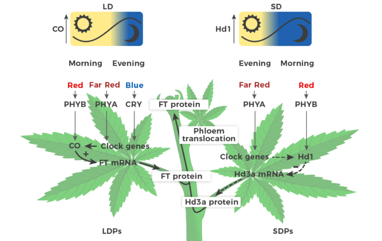 Best Cannabis Light Cycle Schedule for Growing Weed by Stage