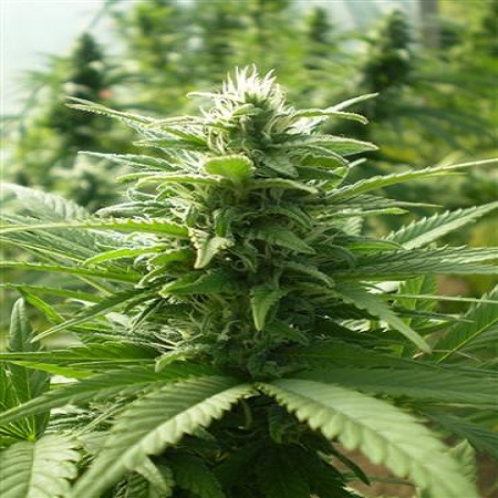K2 Marijuana Strain Review – Outdoor Growing