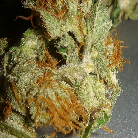 K2 Marijuana Strain Review – Outdoor Growing